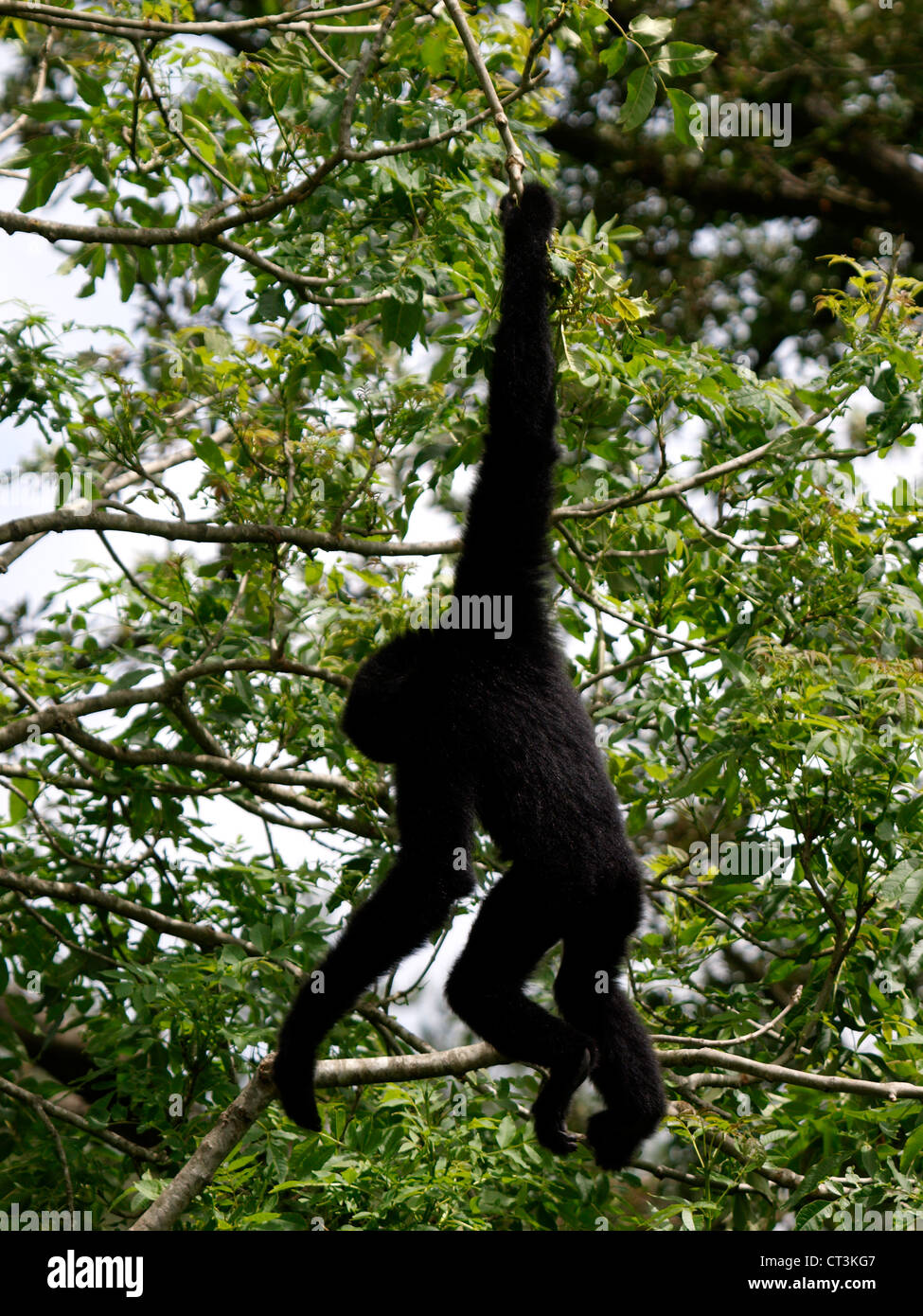 Golden-cheeked Gibbon, Nomascus gabriellae Stock Photo - Alamy