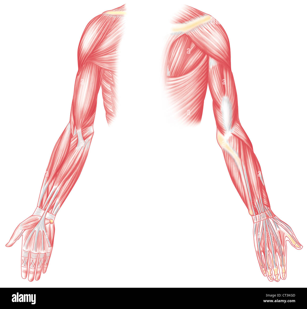 Cutaway Drawing Stock Photos & Cutaway Drawing Stock Images - Alamy