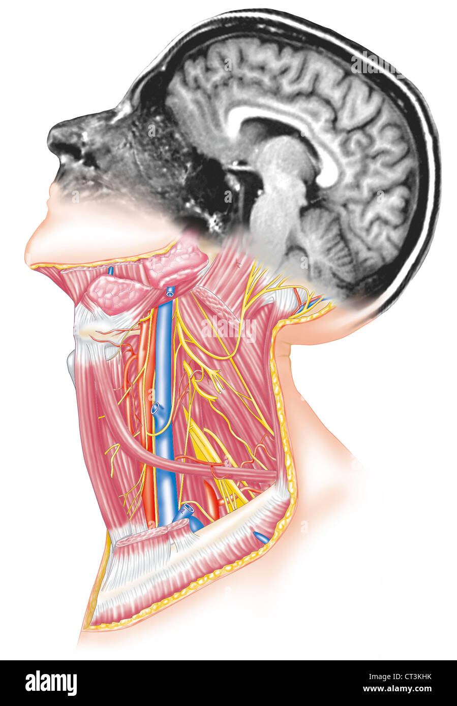 External Jugular Vein