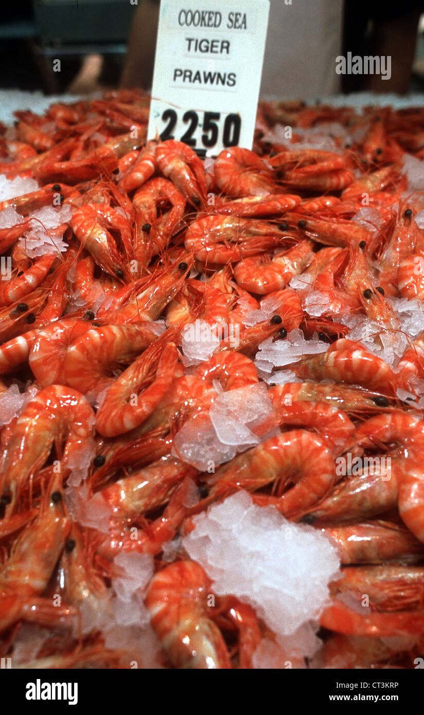Shrimp in Sydney Fish Market Stock Photo - Alamy