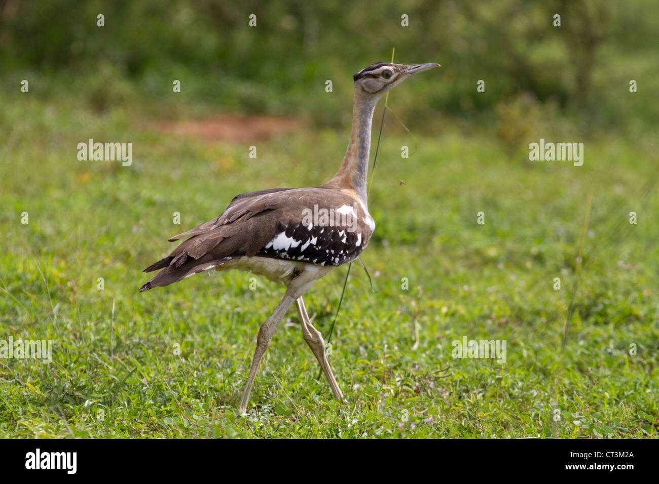 Denham's Bustard (Neotis denhami), Murchison Falls National Park ...