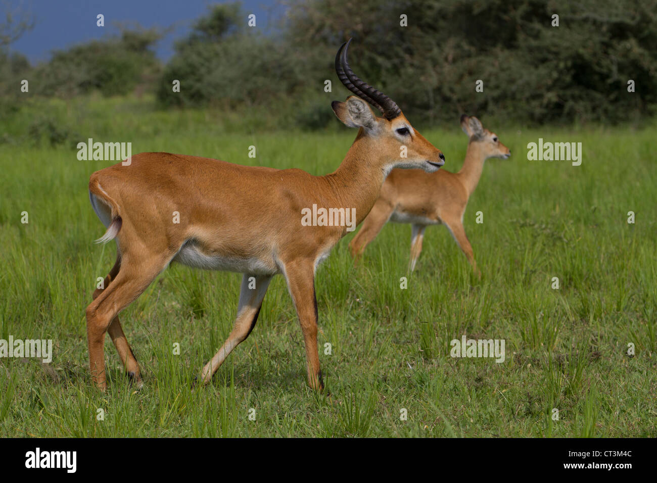 Male & female Uganda Kob (Kobus kob thomasi), Murchison Falls National ...