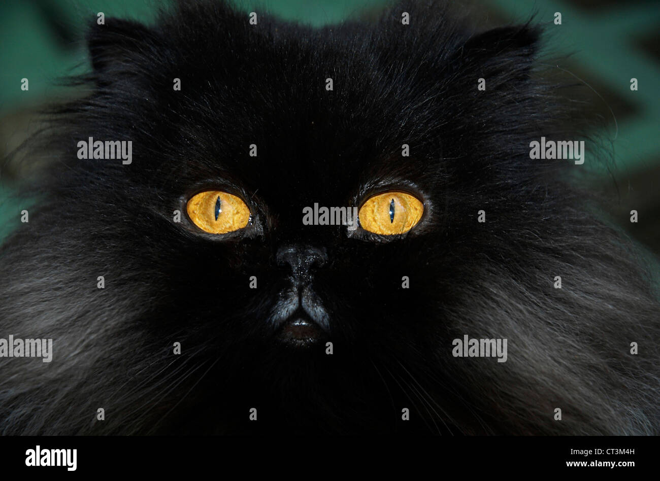 Persian felis hi-res stock photography and images - Alamy