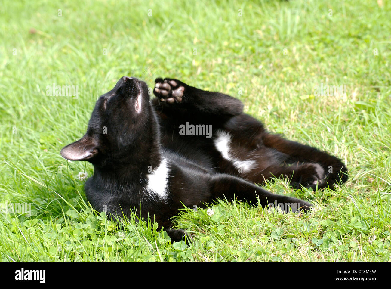 Confined Cat High Resolution Stock Photography and Images - Alamy