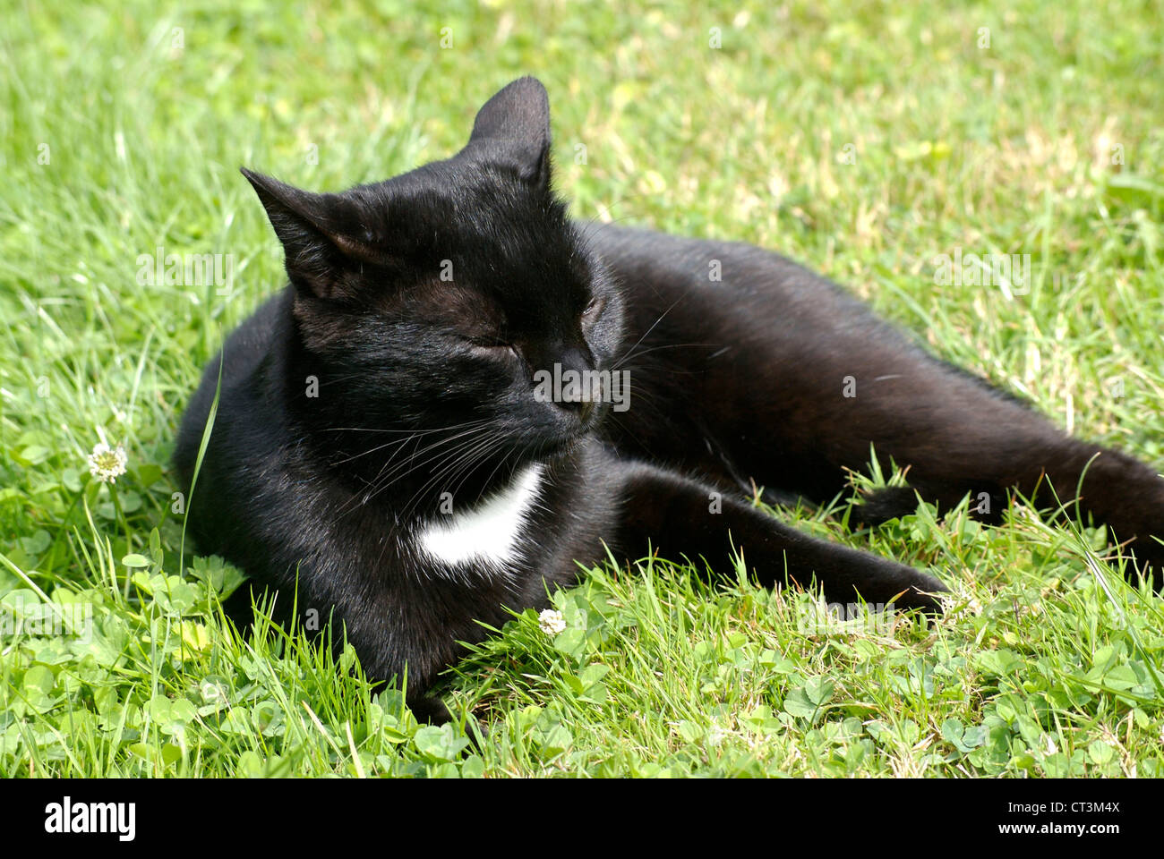 Confined Cat High Resolution Stock Photography and Images - Alamy