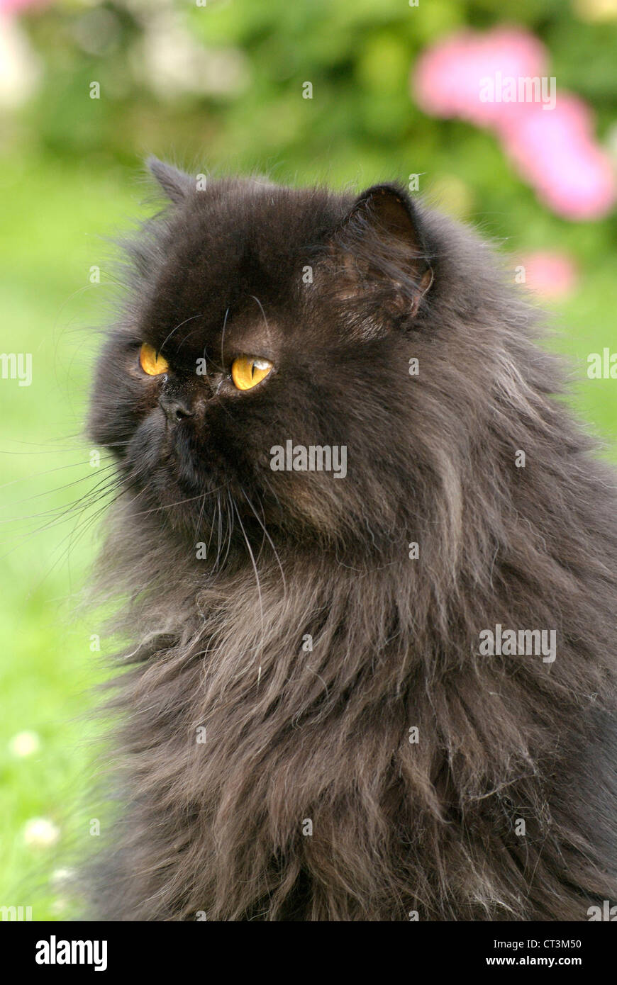 Three persian cats hi-res stock photography and images - Alamy