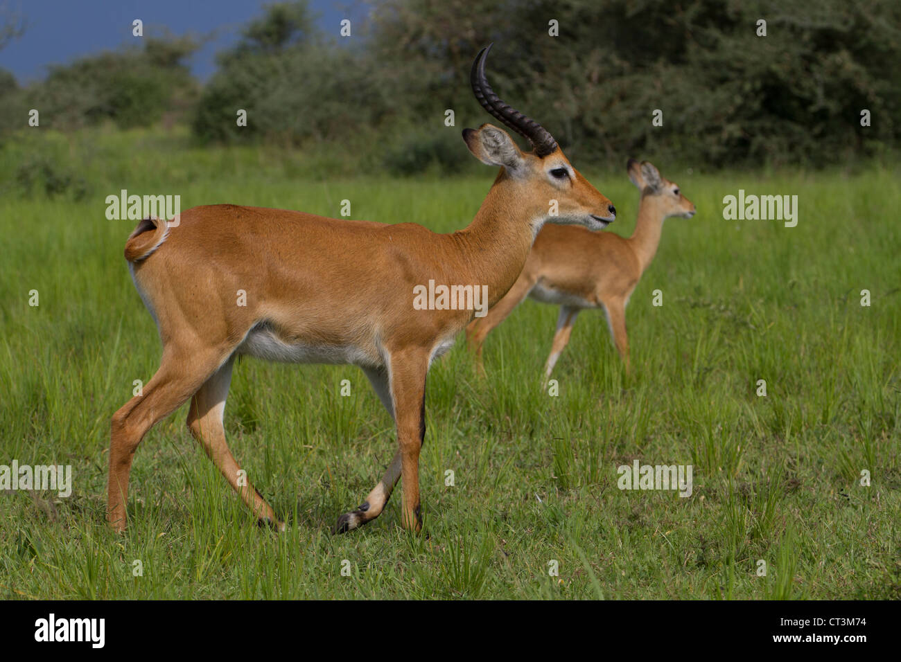 Male & female Uganda Kob (Kobus kob thomasi), Murchison Falls National ...