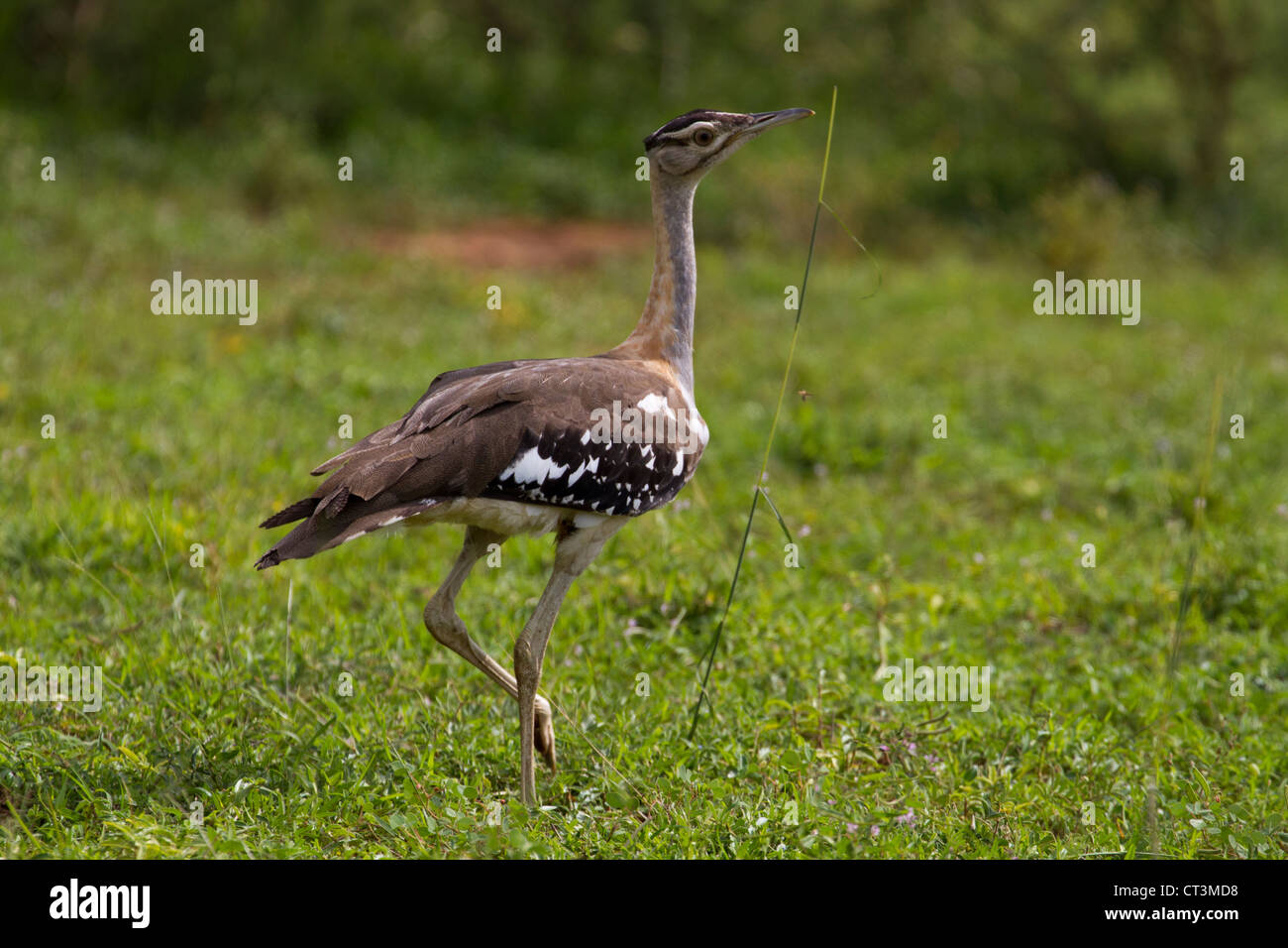 Denham's Bustard (Neotis denhami), Murchison Falls National Park ...