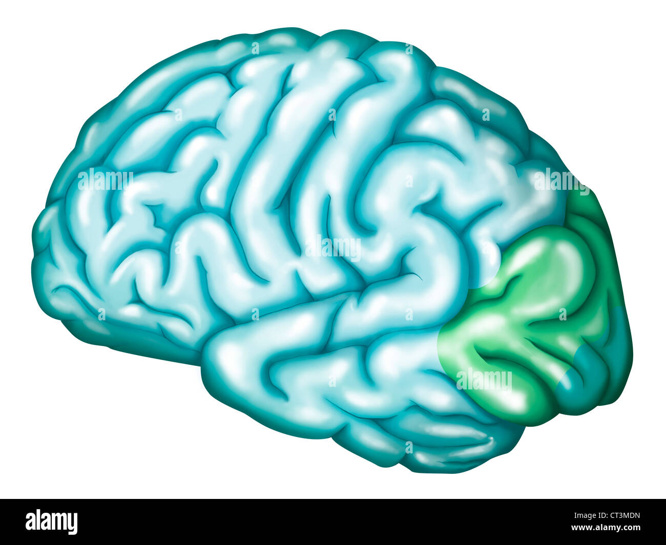 Sensorial visual hi-res stock photography and images - Alamy