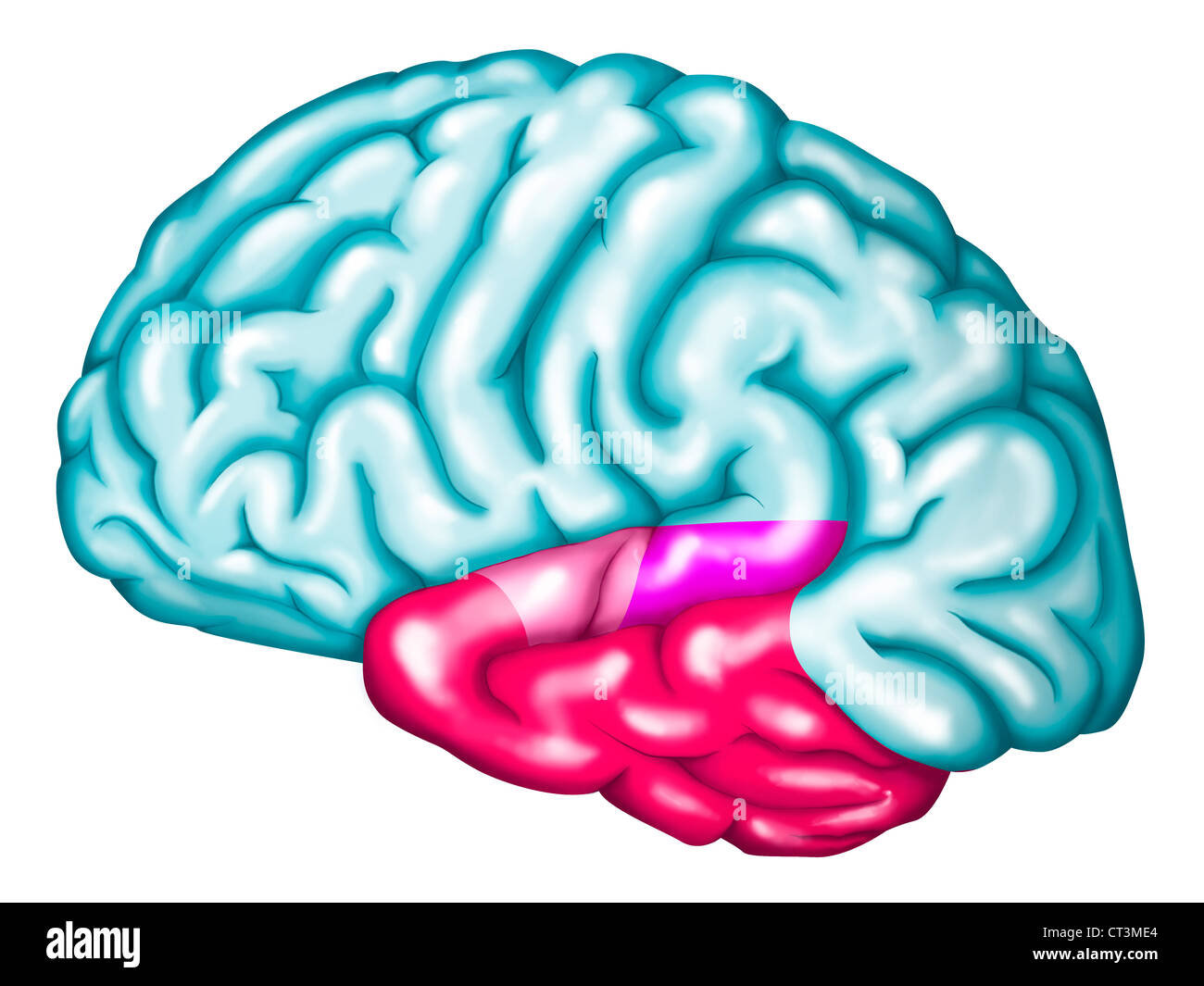 Wernicke's brain hi-res stock photography and images - Alamy