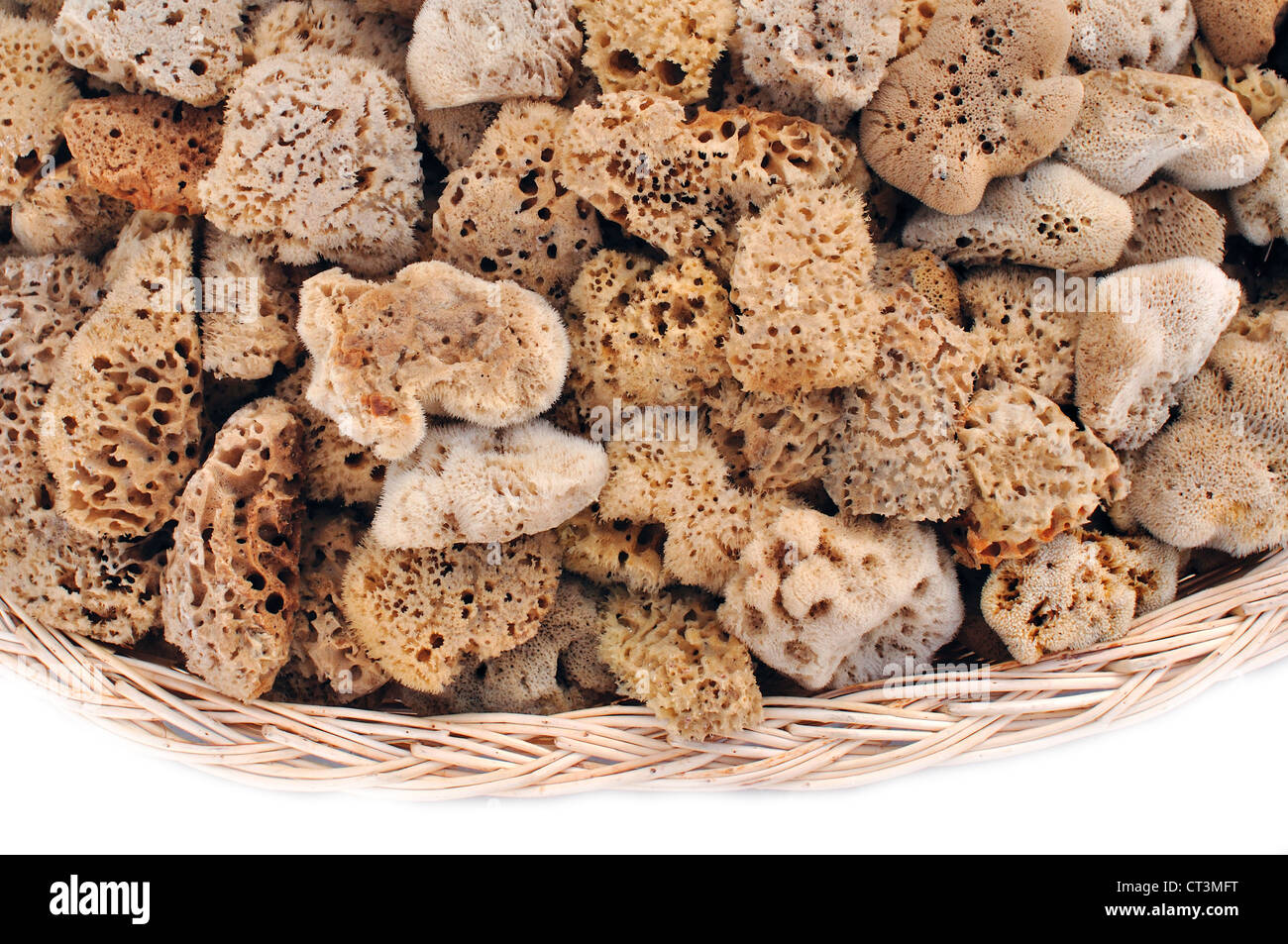 Soaking sponge hi-res stock photography and images - Alamy