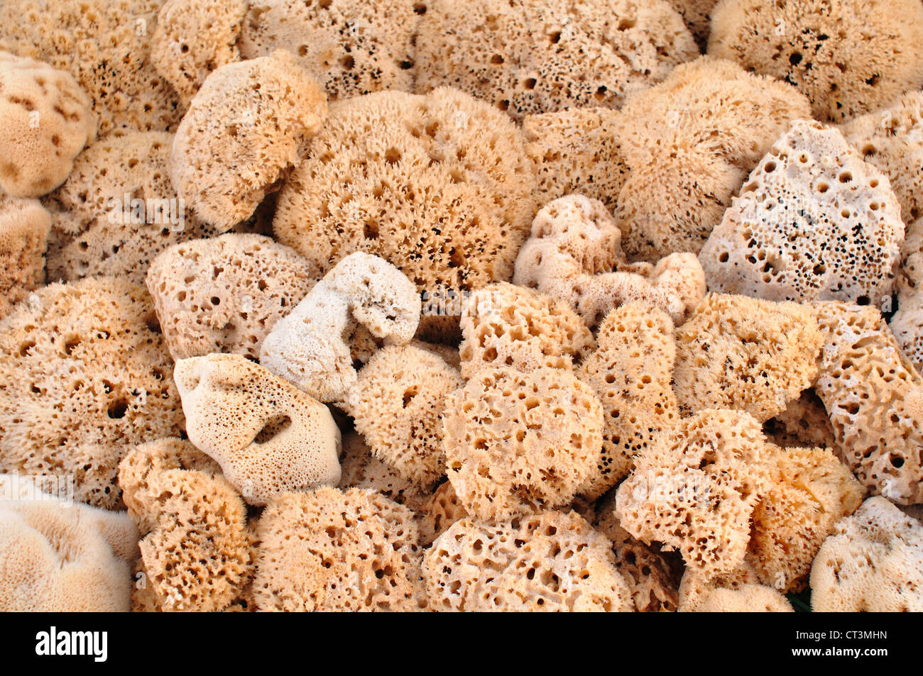 Soaking sponge hi-res stock photography and images - Alamy