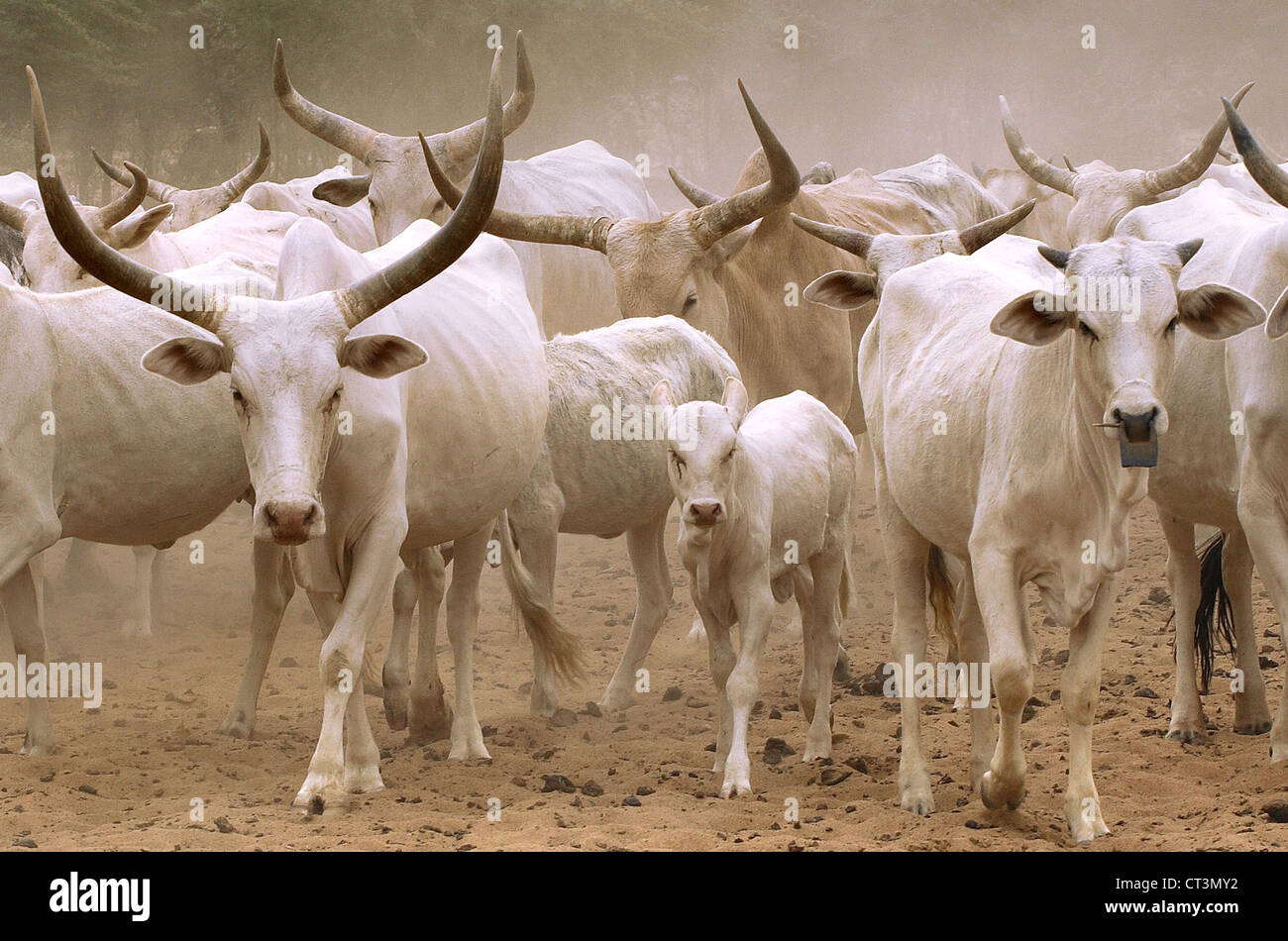 Zebus herd hi-res stock photography and images - Alamy