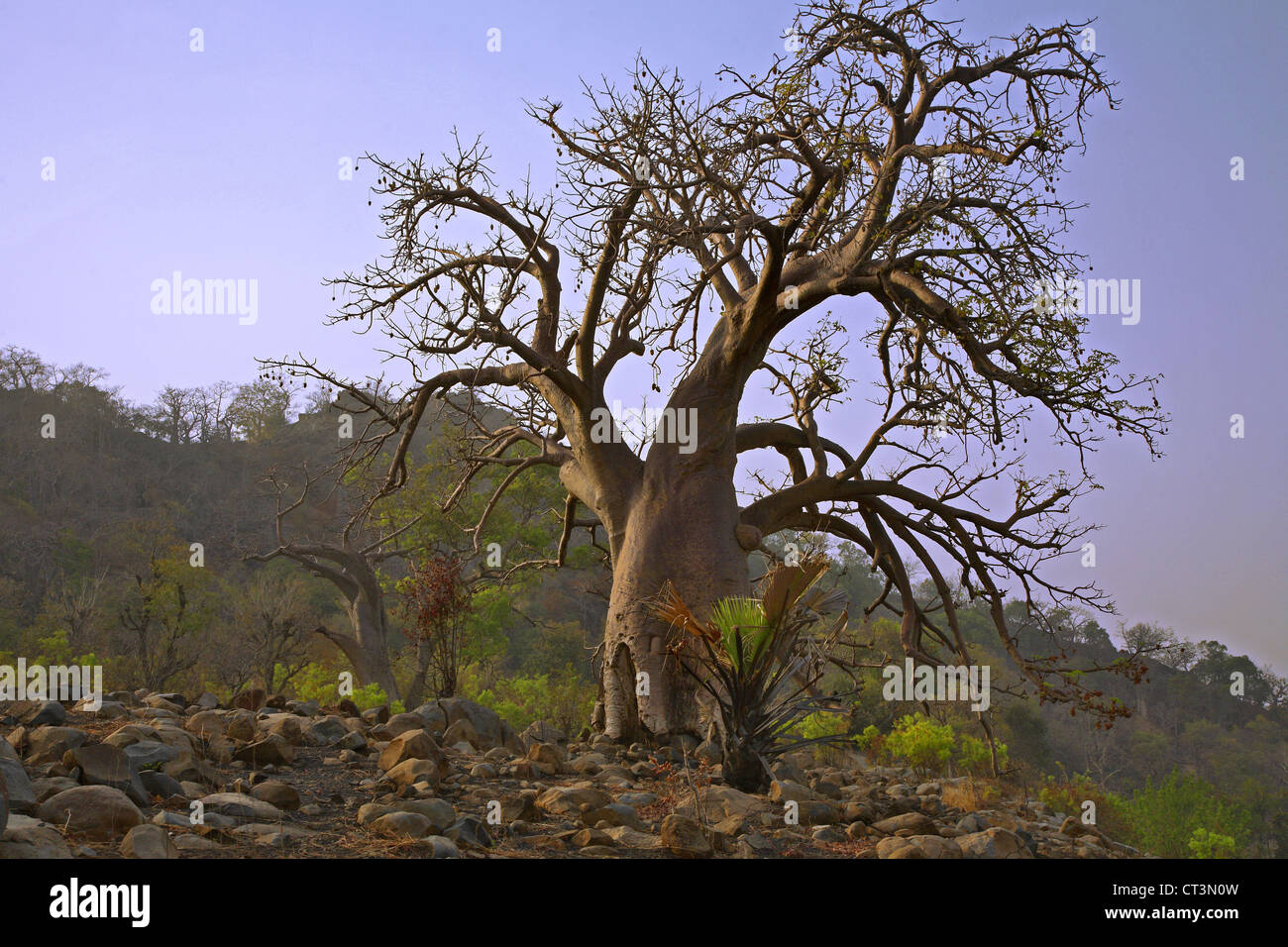 Monkey bread tree senegal hi-res stock photography and images - Alamy