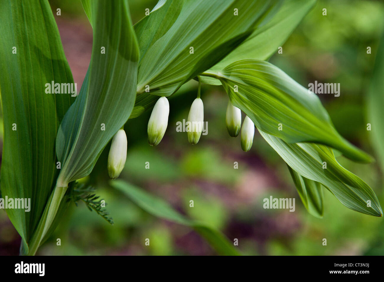 Angular stems hi-res stock photography and images - Alamy