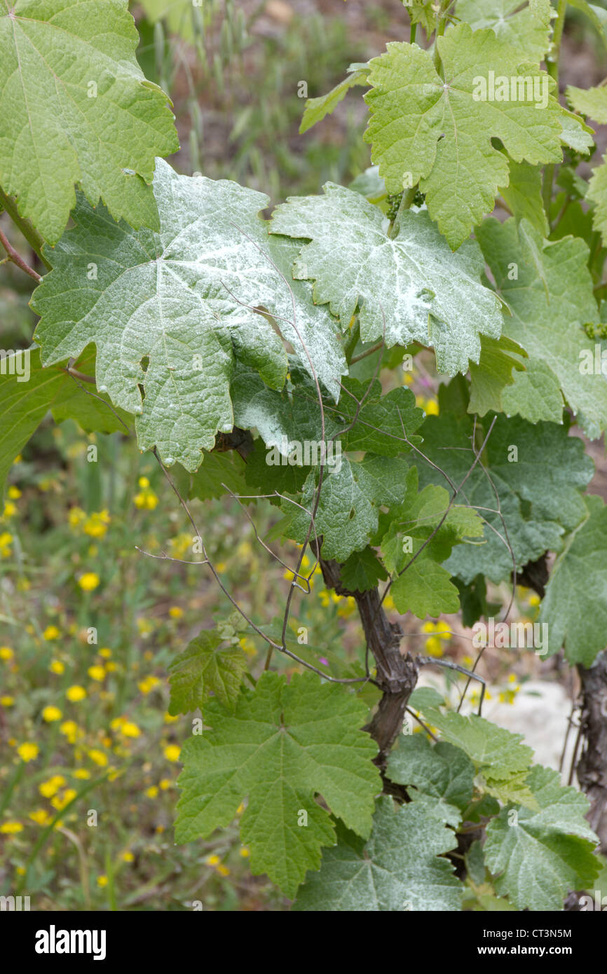 Fungicide hi-res stock photography and images - Alamy