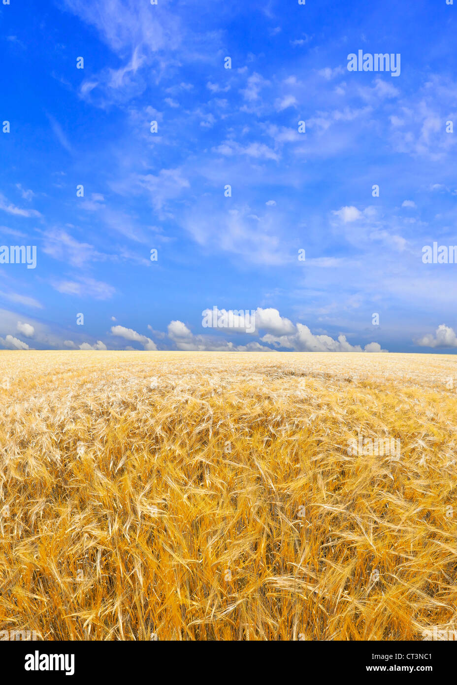 Huge Field of ripe Barley in the summer Stock Photo - Alamy