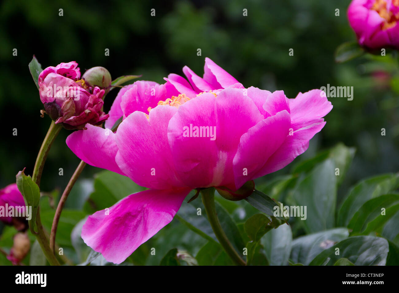 Bright Pink Peony Stock Photo - Alamy