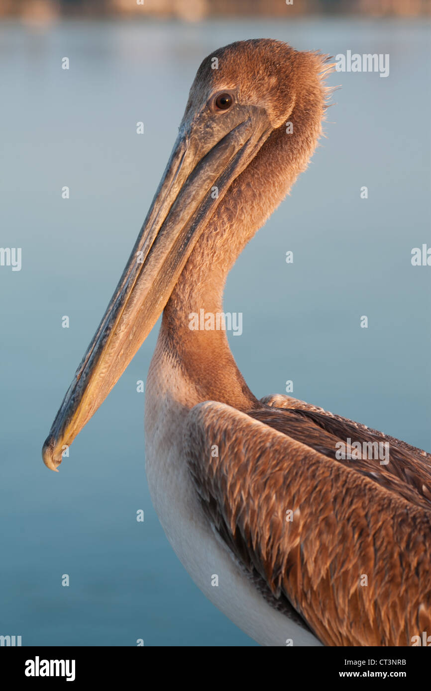 Pelican in Key West, Florida, USA Stock Photo - Alamy