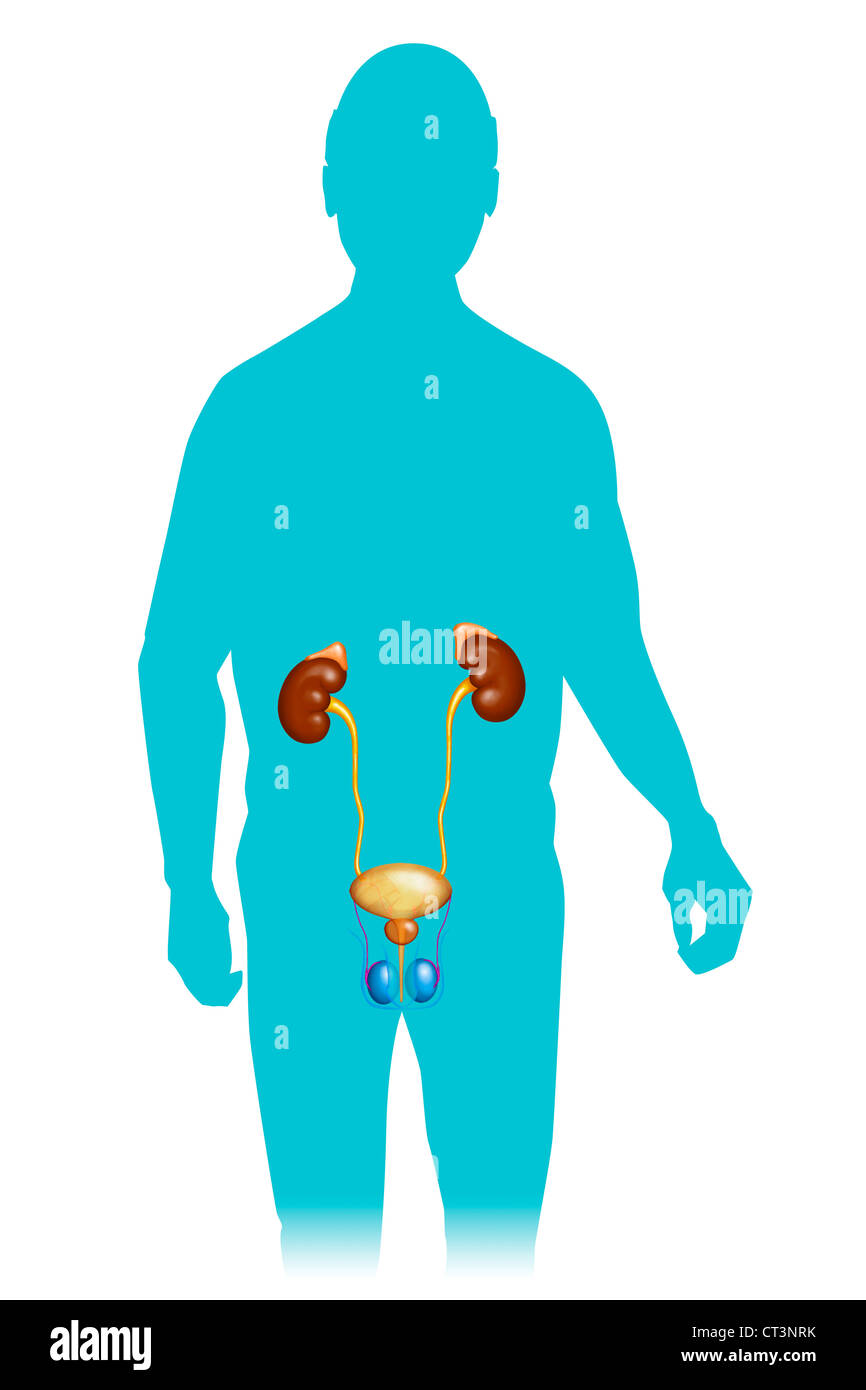 Male genitalia hi-res stock photography and images - Alamy