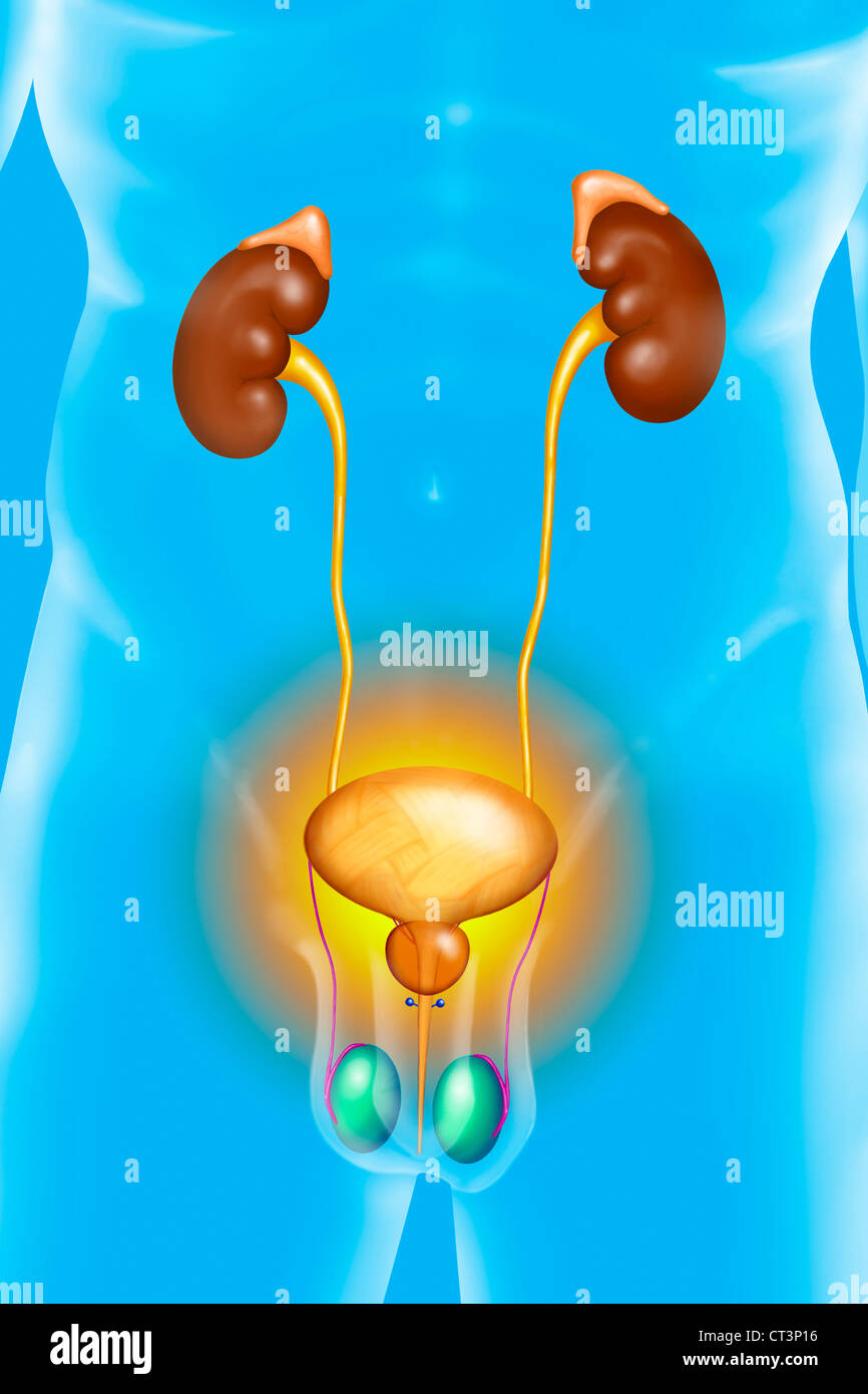 Human bladder cancer urinary hi-res stock photography and images - Alamy