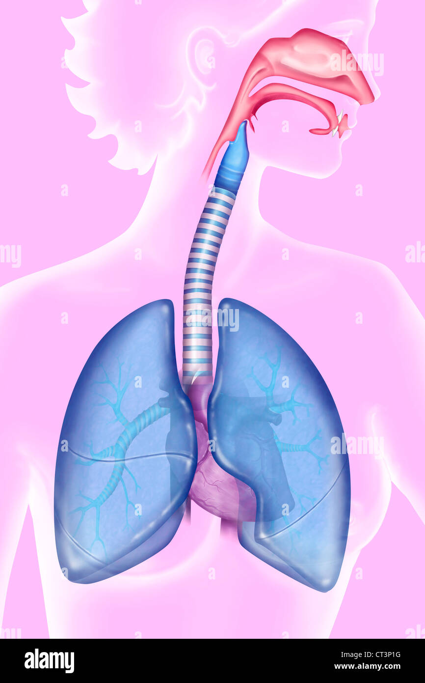 Nasopharyngeal airway hi-res stock photography and images - Alamy