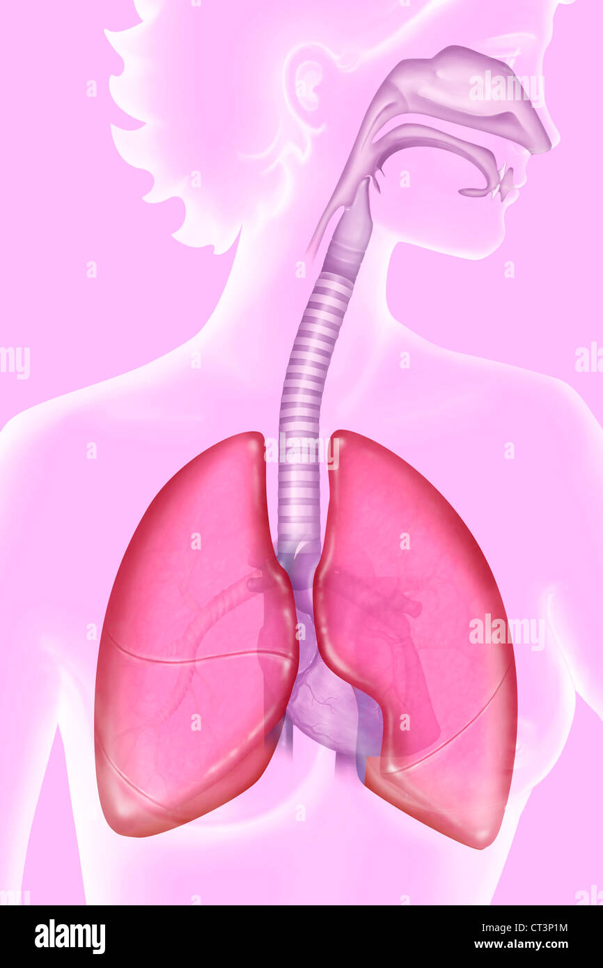 Nasal cavity drawings hi-res stock photography and images - Alamy