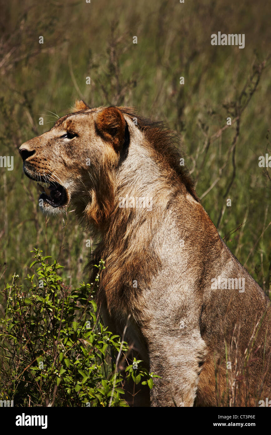 Lion sitting hi-res stock photography and images - Alamy