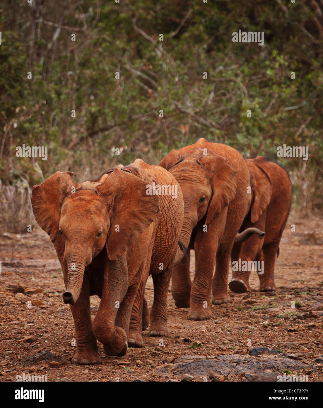 Elephants walking together on path Stock Photo - Alamy