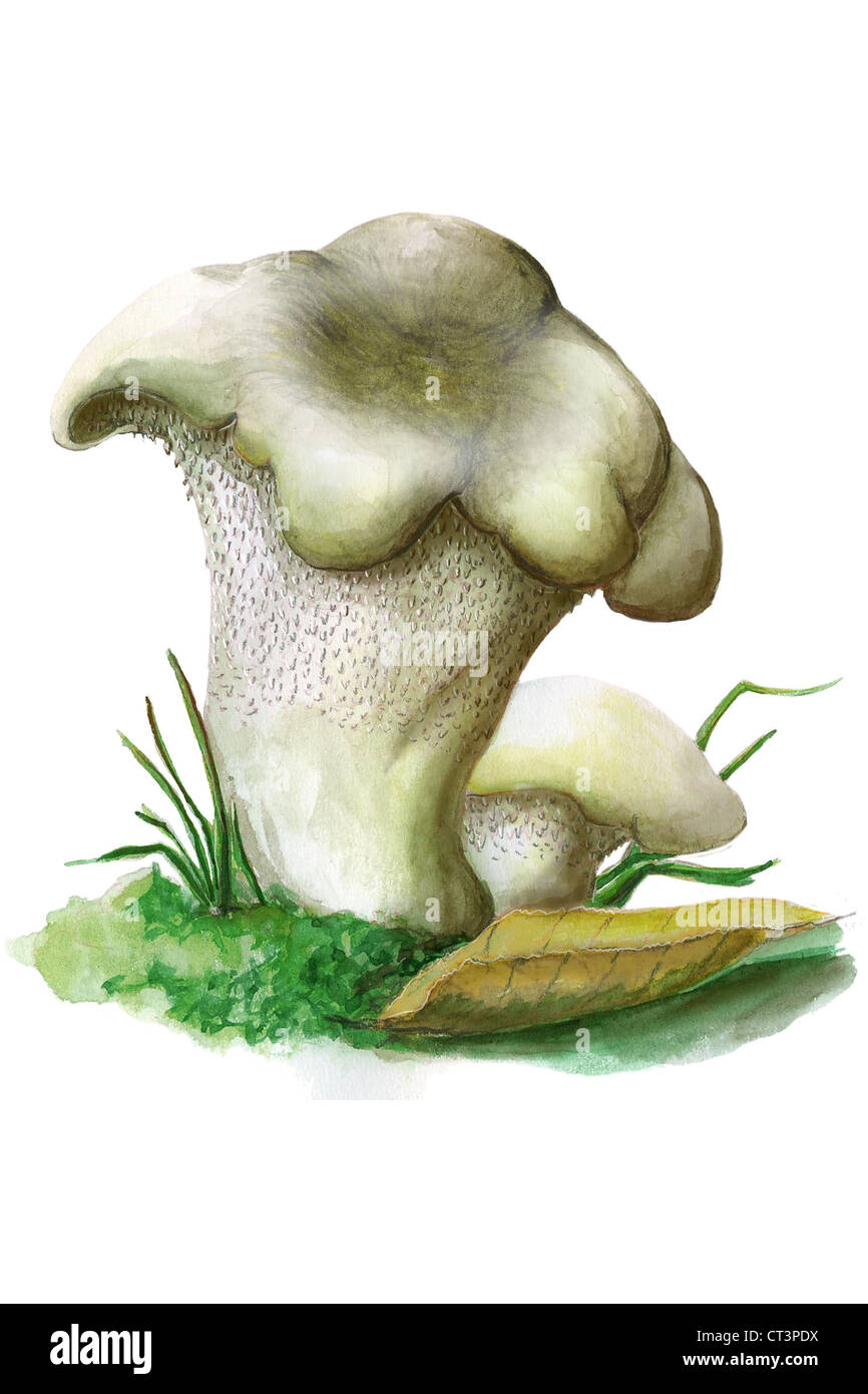 Hedgehog Mushroom Drawing High Resolution Stock Photography and Images ...