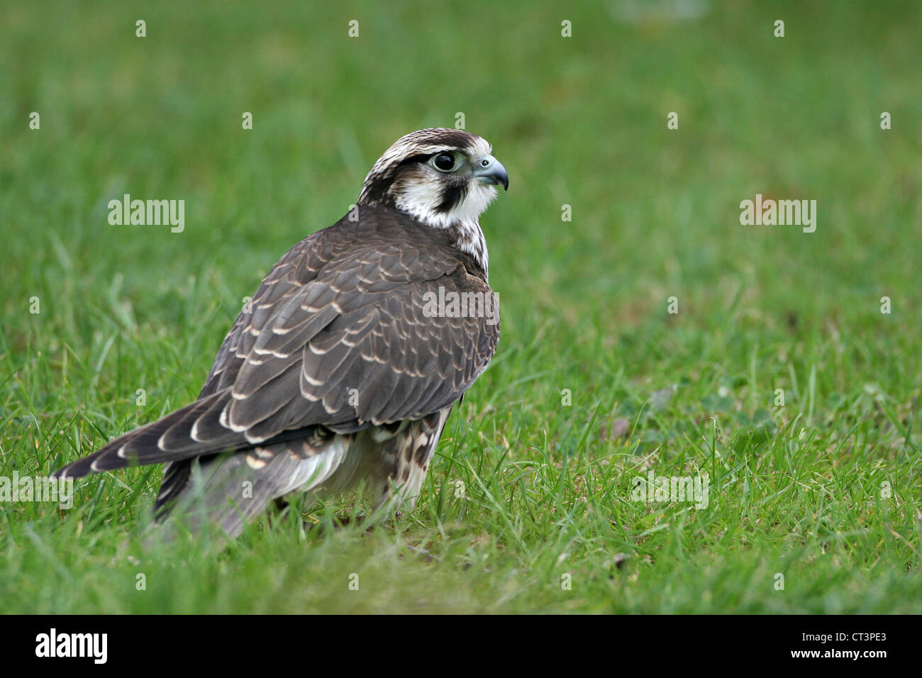 Falconids hi-res stock photography and images - Alamy