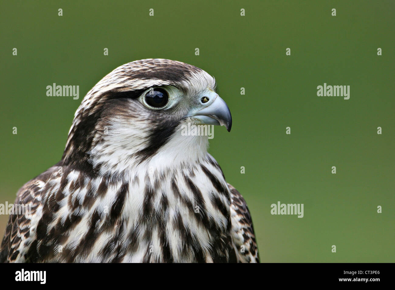 Falcon heads hi-res stock photography and images - Alamy