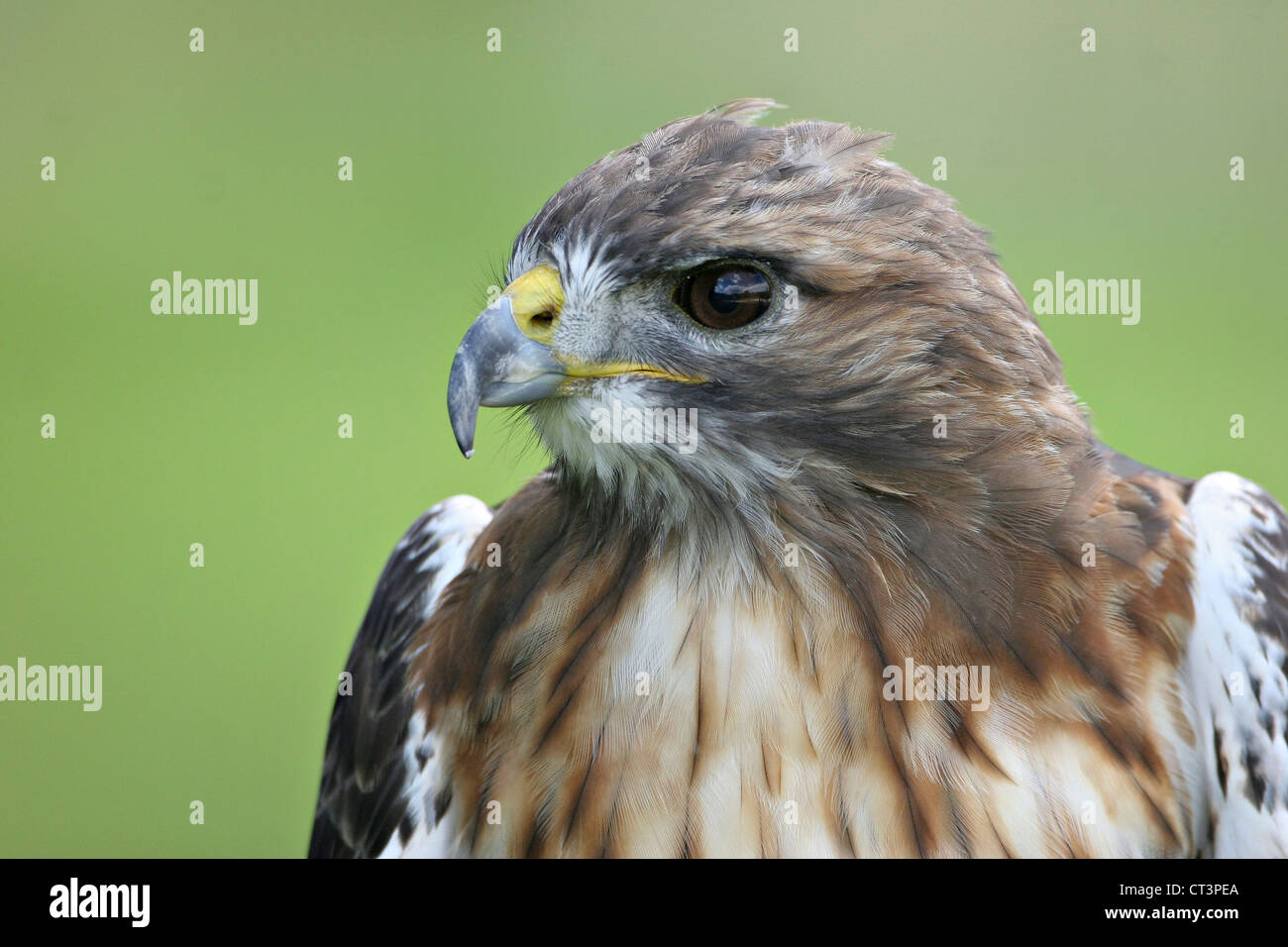 Eurasian hobbies hi-res stock photography and images - Alamy