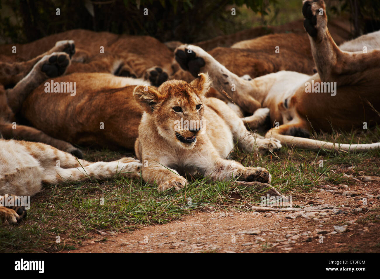 Lion pack relaxing in grass Stock Photo - Alamy