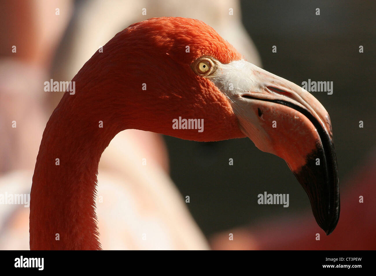 Cephalic Region High Resolution Stock Photography and Images - Alamy