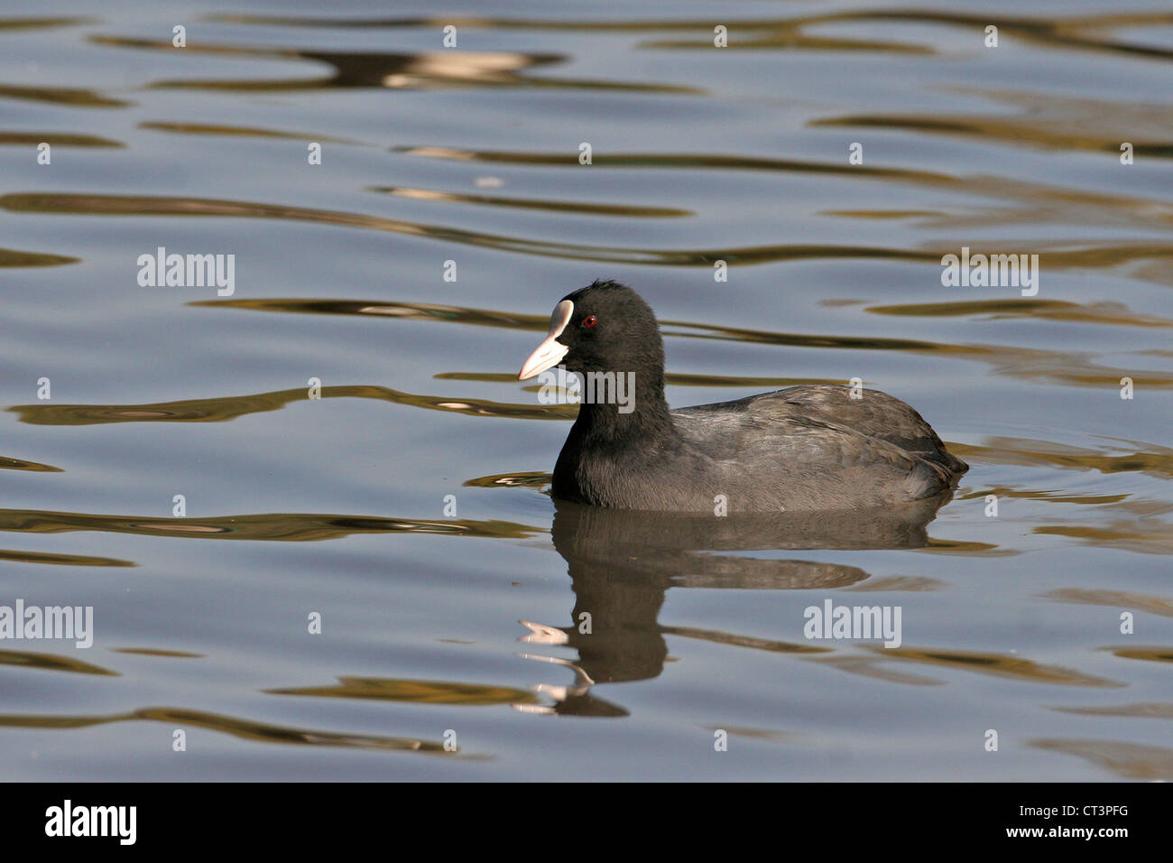 Individual common hi-res stock photography and images - Alamy