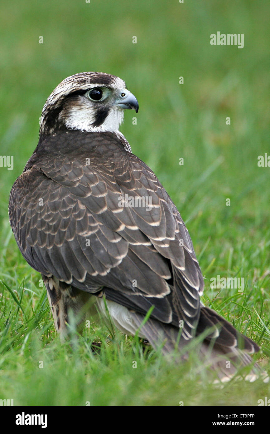 Falconiforme birds hi-res stock photography and images - Alamy