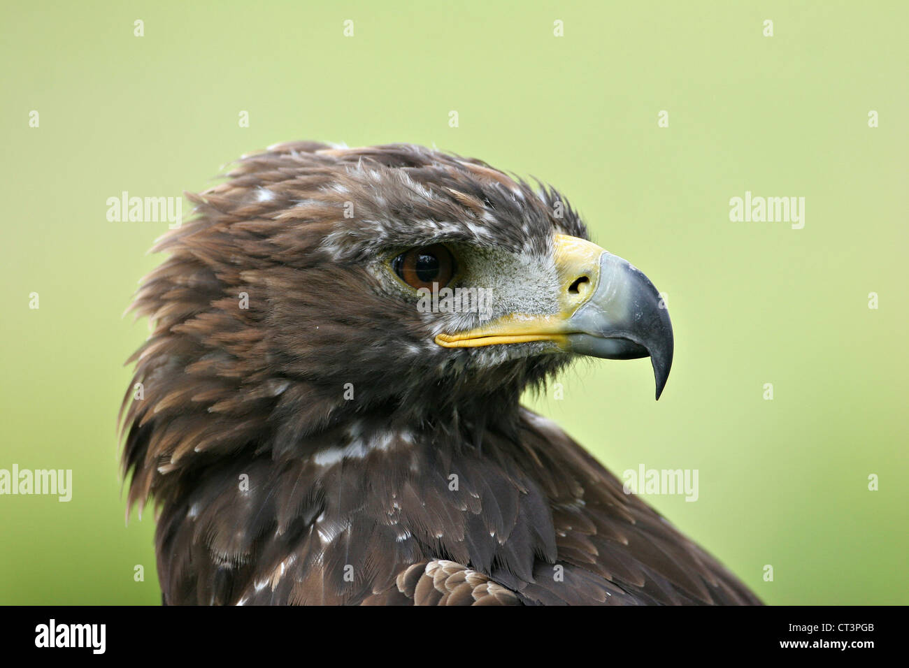 Golden eagle view hi-res stock photography and images - Alamy