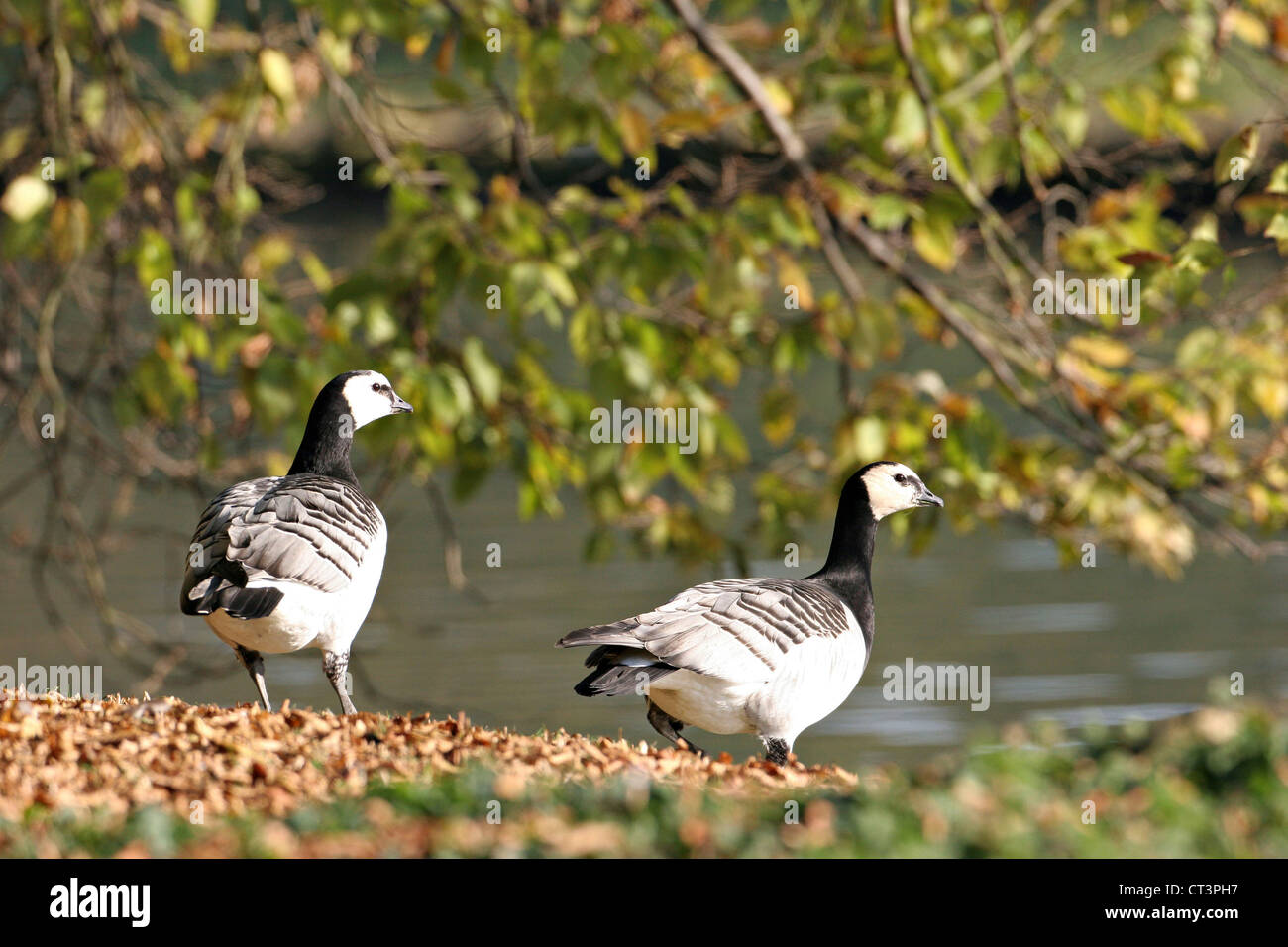 Goose barnacle tree hi-res stock photography and images - Alamy