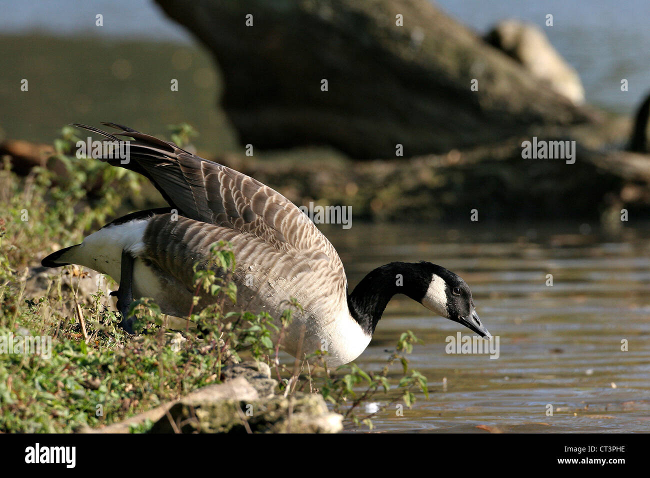 Canada goose side profile hi-res stock photography and images - Alamy