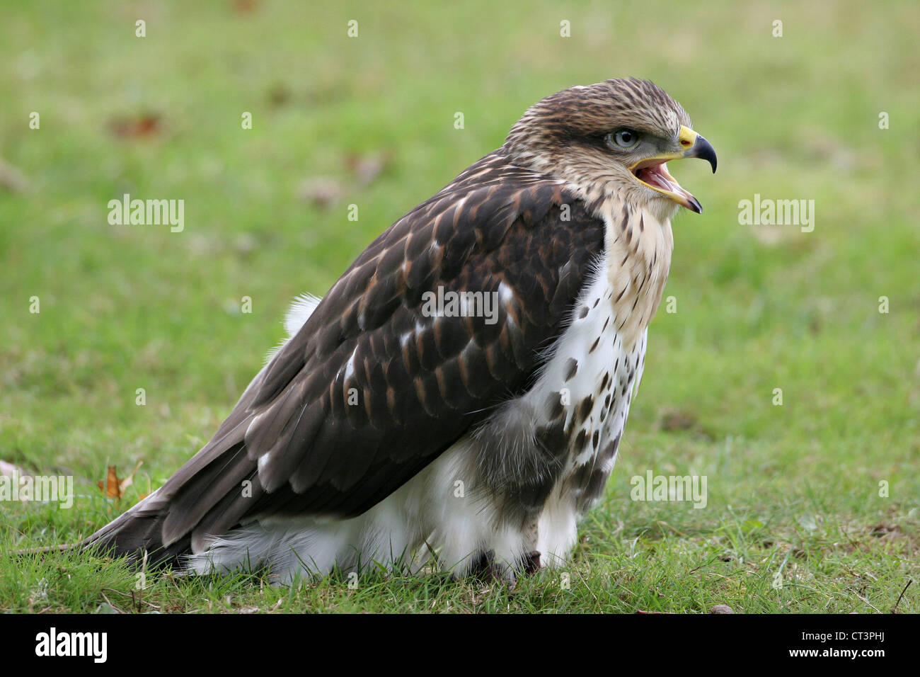 Common Buzzard Profile High Resolution Stock Photography and Images - Alamy