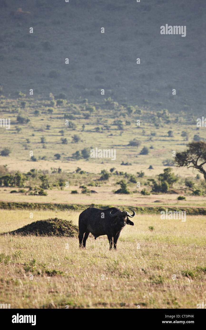 Buffalo grazing in field Stock Photo - Alamy