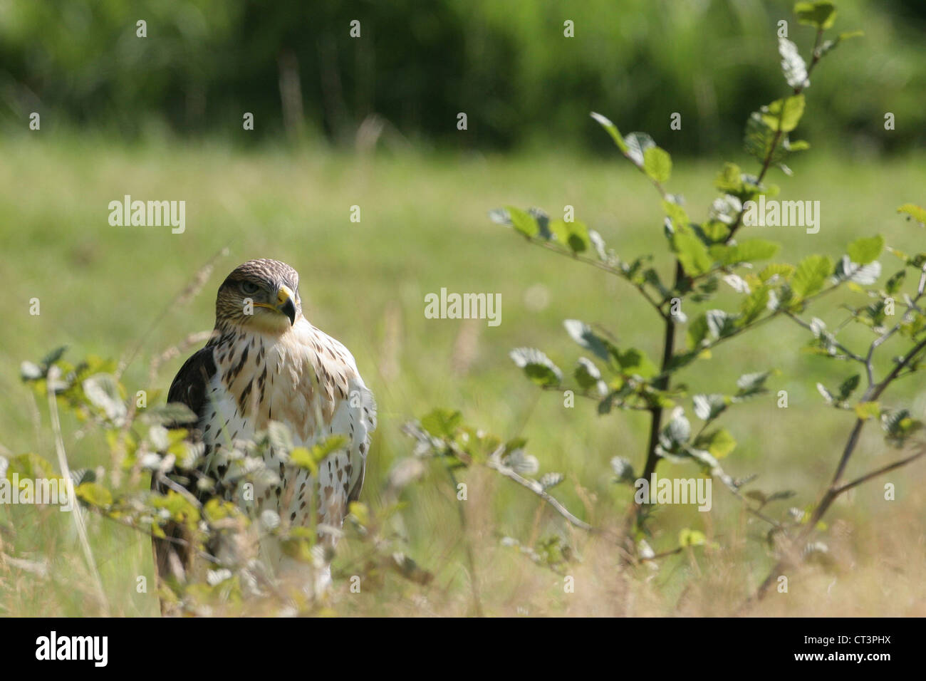 Common buzzard profile hi-res stock photography and images - Alamy