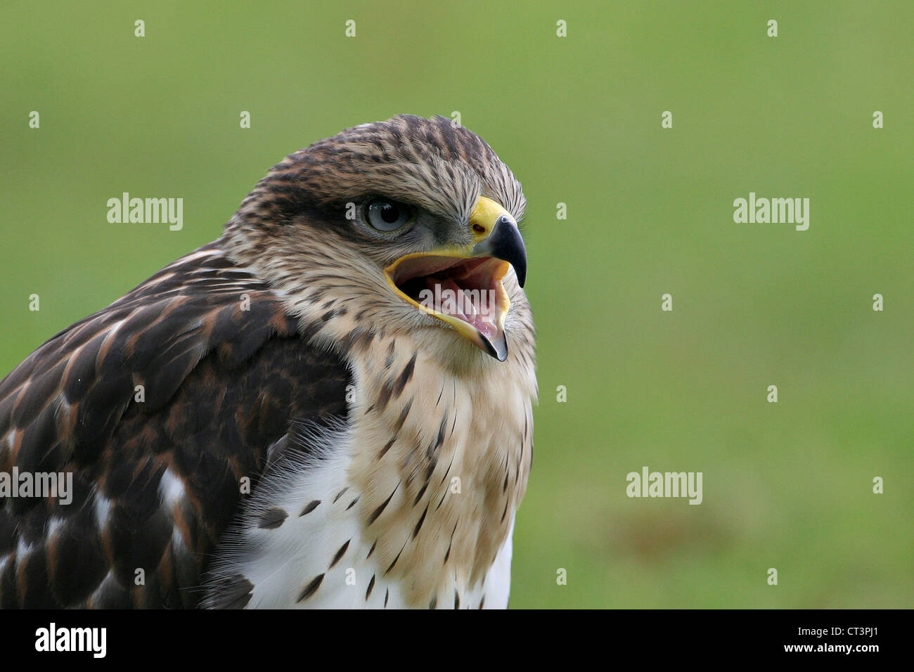 Hawks of france hi-res stock photography and images - Alamy