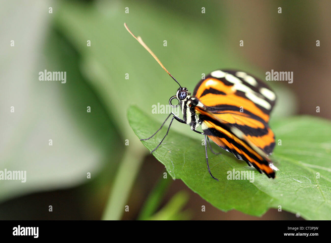 Angle wing butterflies hi-res stock photography and images - Alamy