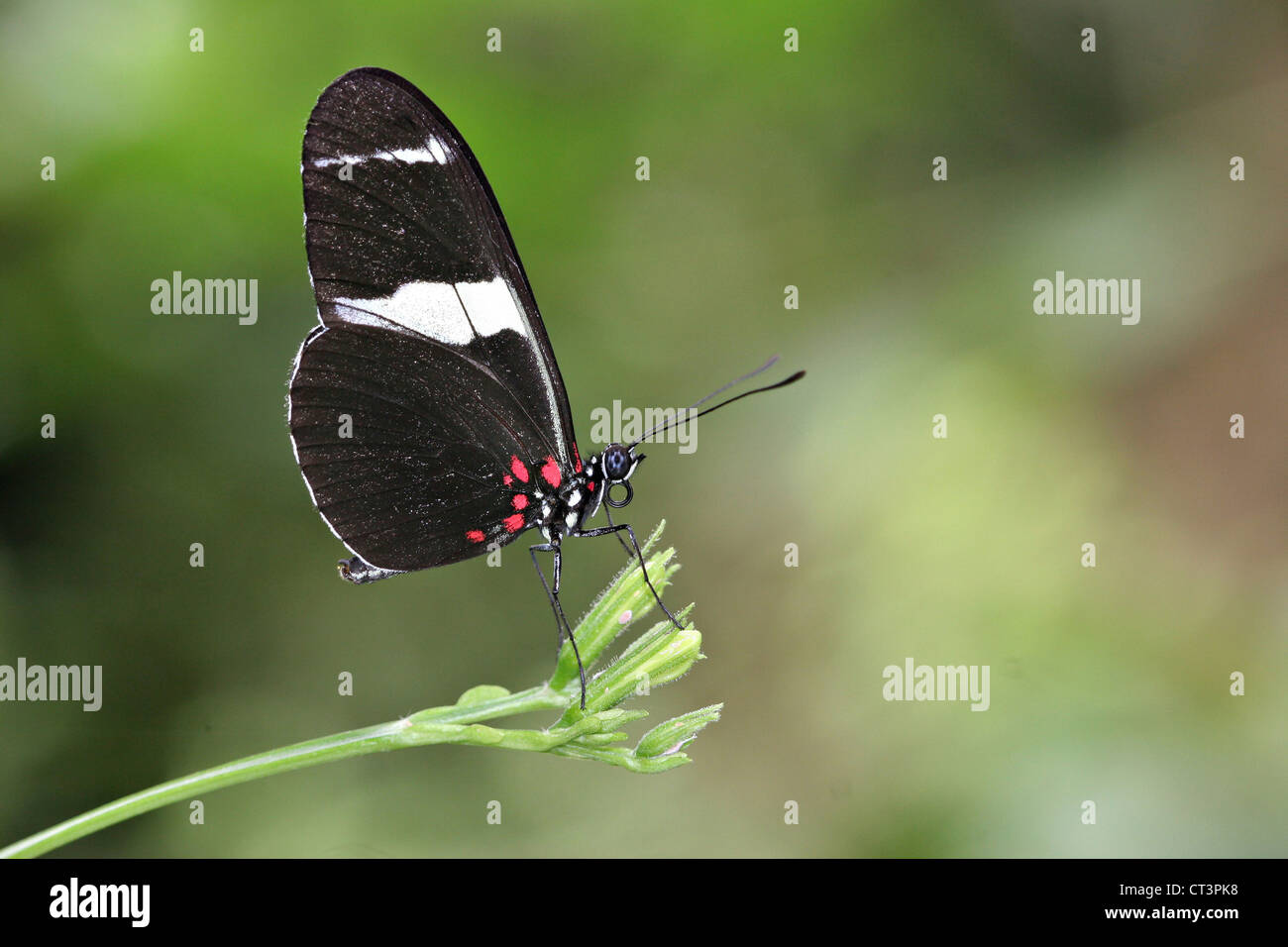 Sara longwing butterfly heliconius sara hi-res stock photography and images - Alamy