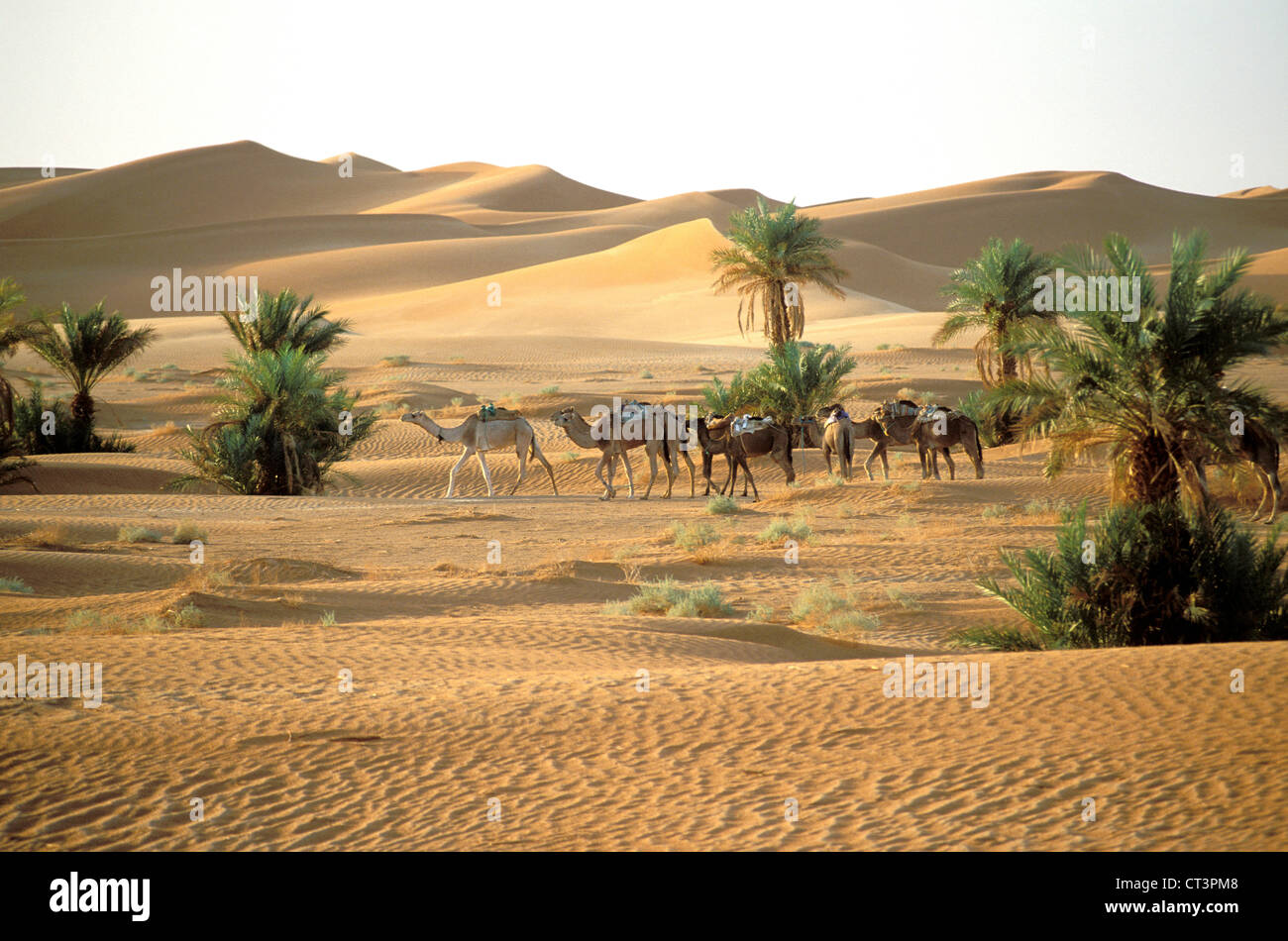 Grand oasis palm hi-res stock photography and images - Alamy