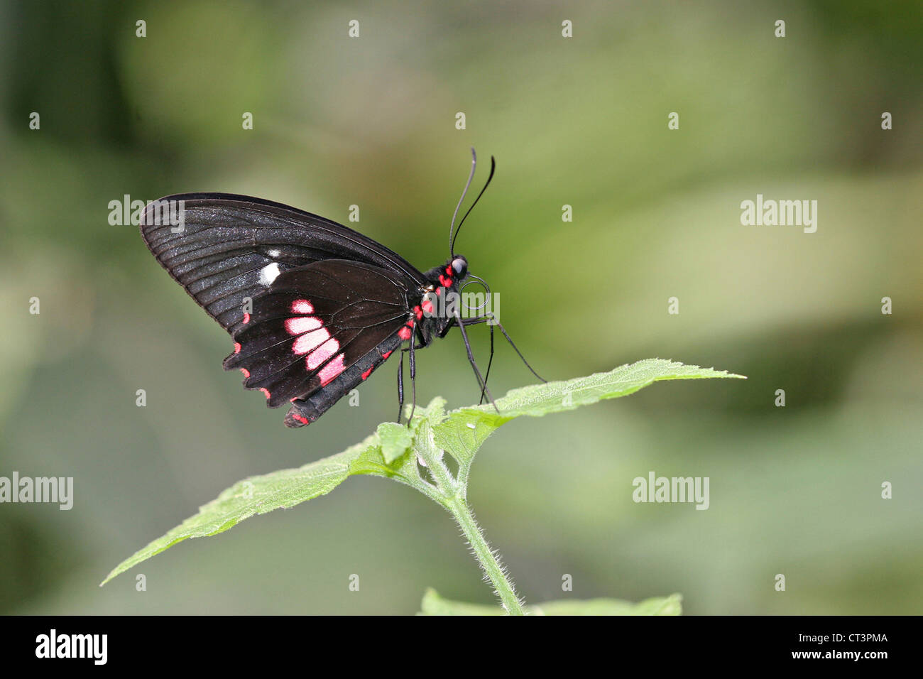 Sergeant butterfly hi-res stock photography and images - Alamy