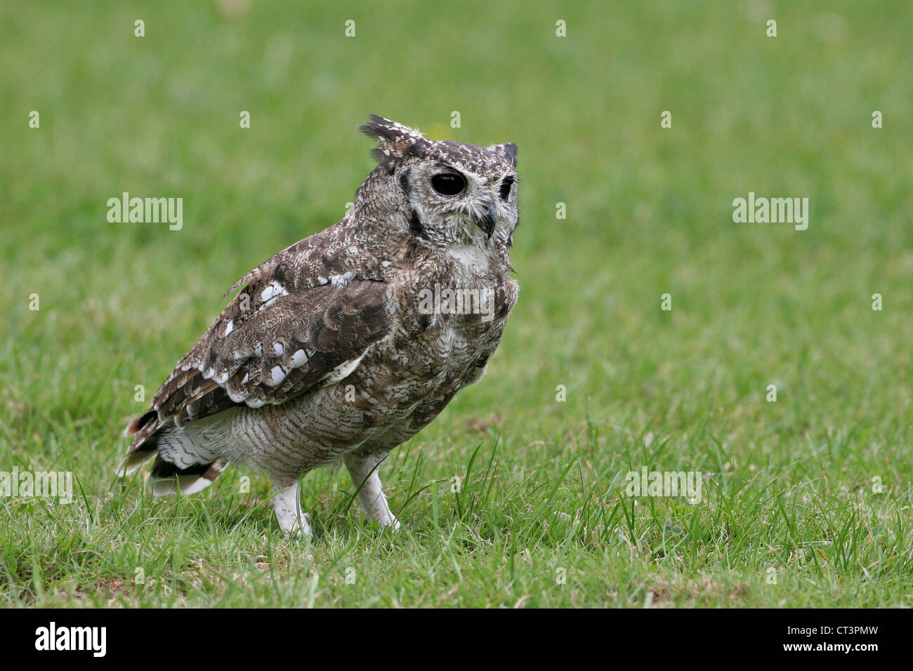 SPOTTED EAGLE OWL Stock Photo - Alamy