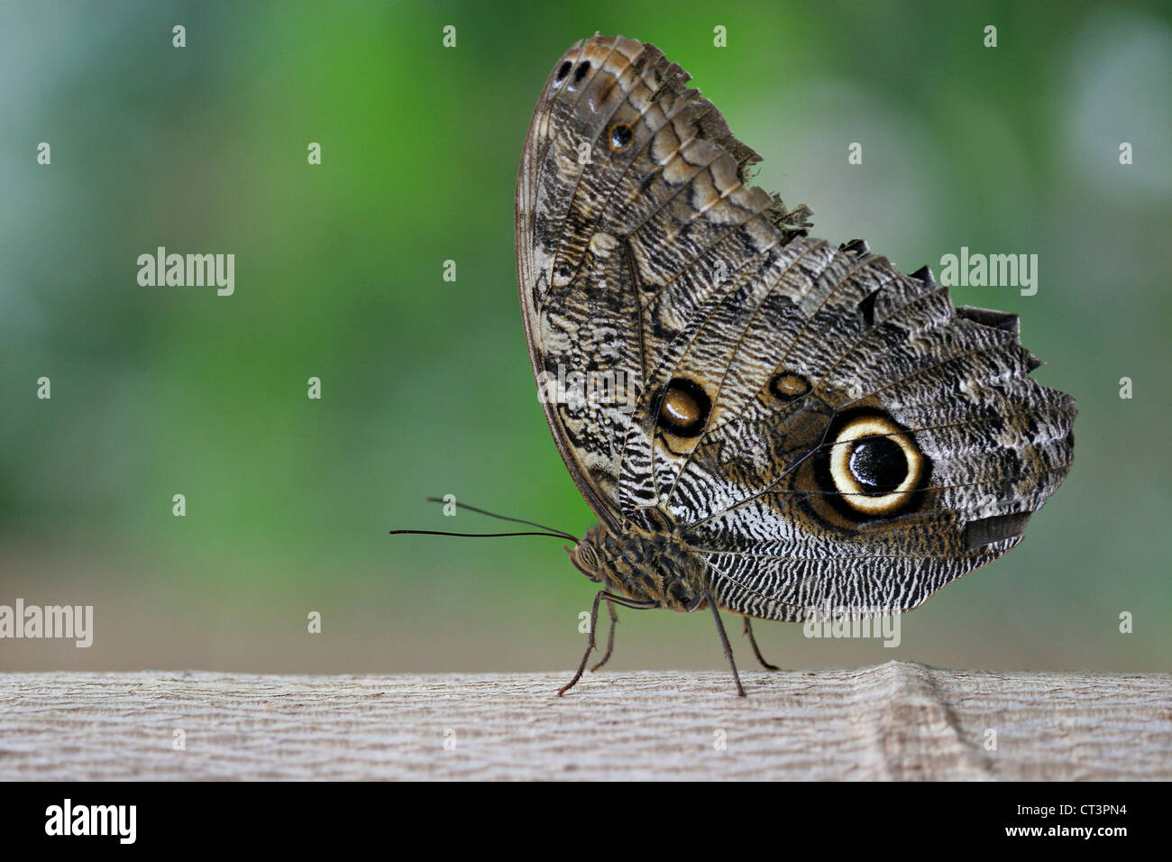 Individual butterfly hi-res stock photography and images - Alamy